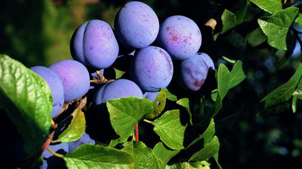 Slivka - Poľnohospodárske riešenia