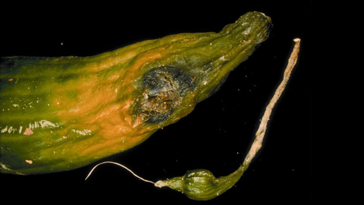 didymella bryoniae - Poľnohospodárske riešenia