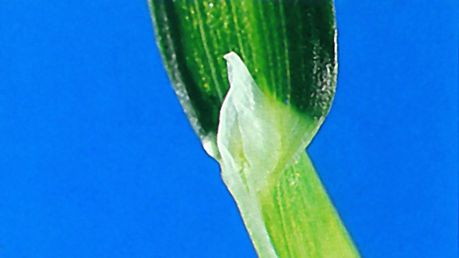 lipnica ročná - Poľnohospodárske riešenia